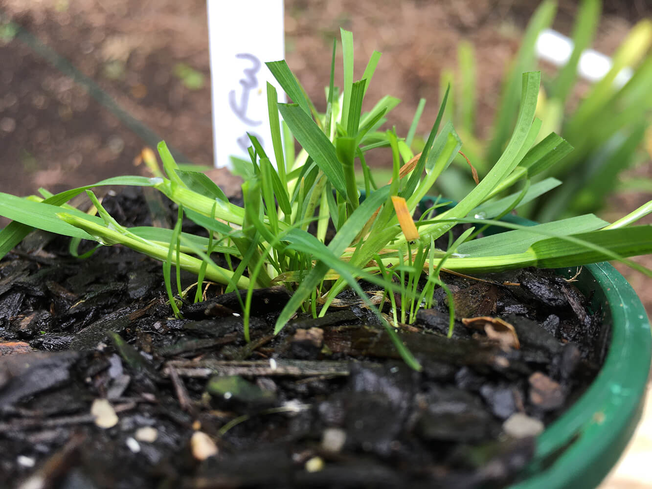 What is Poa annua?